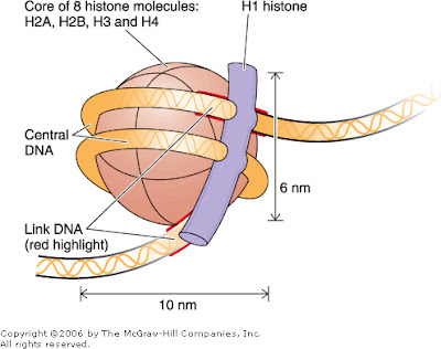De Histology: Chromatin