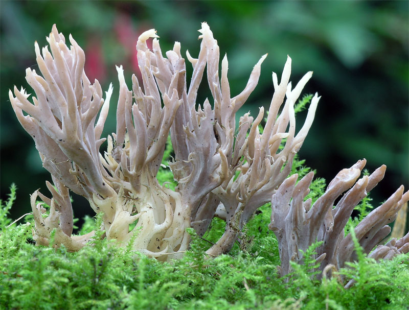 solitary dog sculptor: Botany: Fungus. Hongos. Funji: Clavulina - Part ...