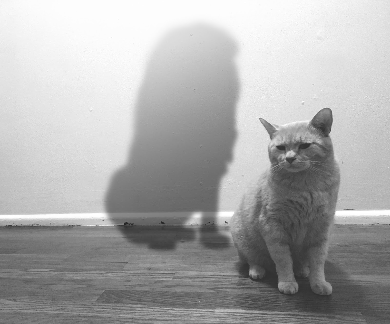 Jade B. Photography: Project 2: Surreal Shadows