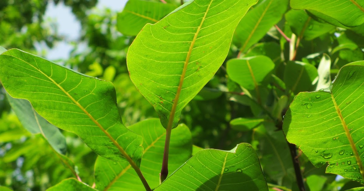Trädgård i Torslanda: Salix magnifica - praktvide