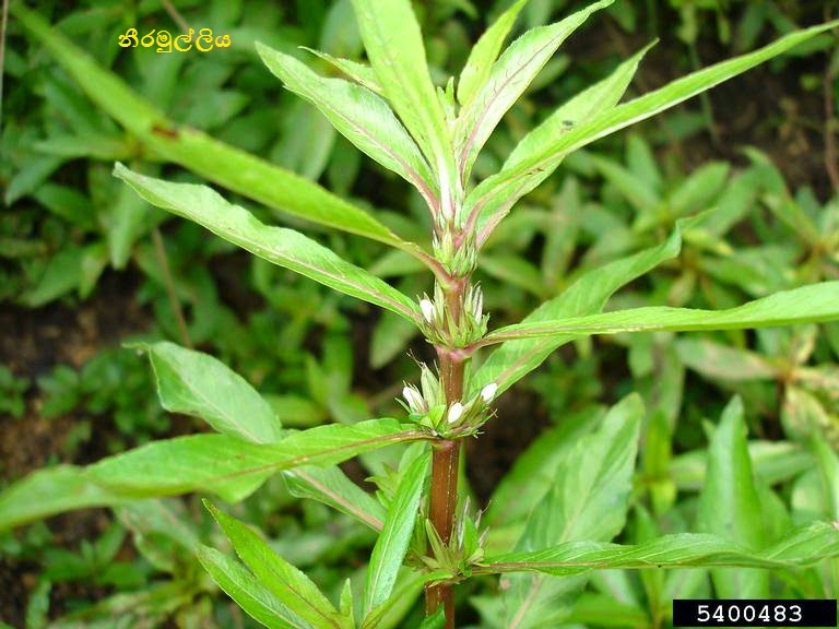 නීරමුල්ලිය / කටු ඉකිරිය [Neeramulliya / Katu Ikiriya] (Hygrophila ...