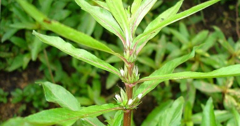 නීරමුල්ලිය / කටු ඉකිරිය [Neeramulliya / Katu Ikiriya] (Hygrophila ...