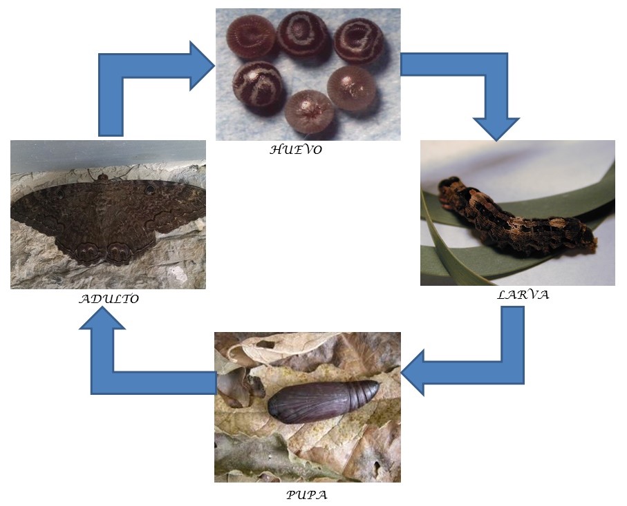 Biota Colombiana: Mora Casallas Andrea Geraldinne - Ascalapha odorata