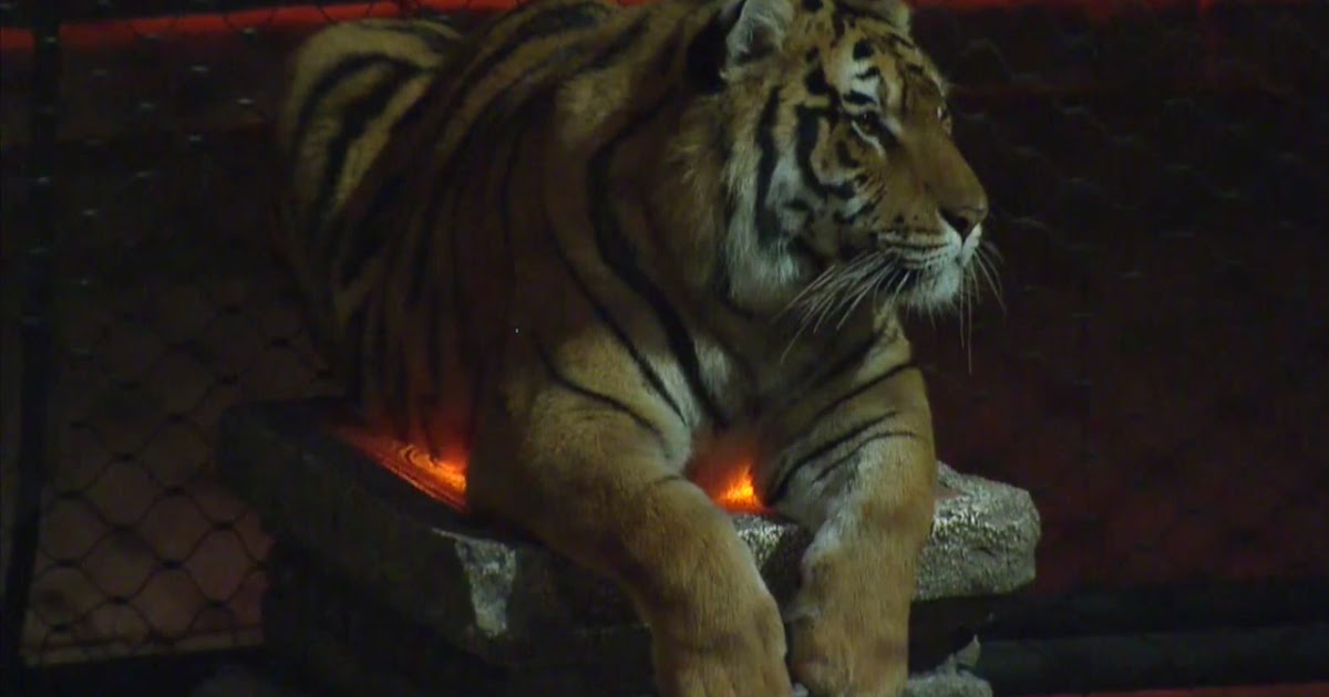 Vidéo : Honda Metz au Zoo d'Amnéville | Autoworks Blog