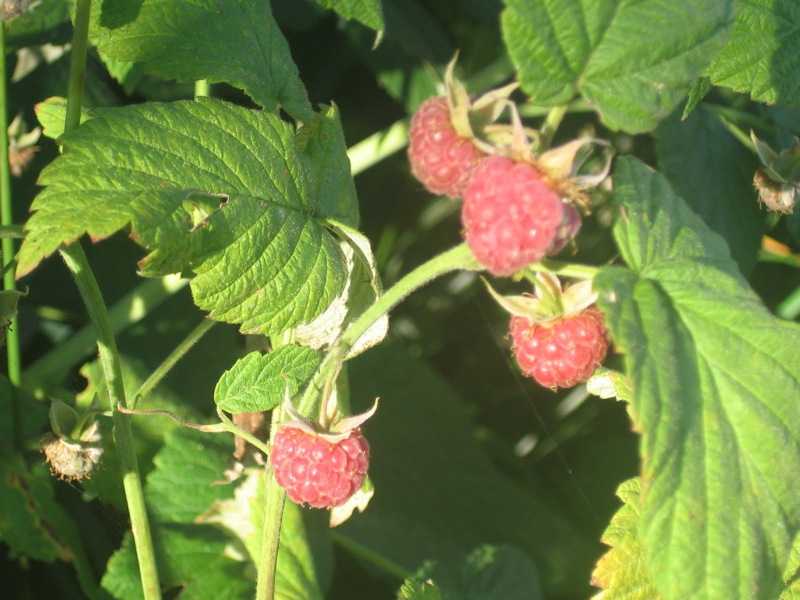 European raspberry - Rubus idaeus - a fruit with high nutritional ...