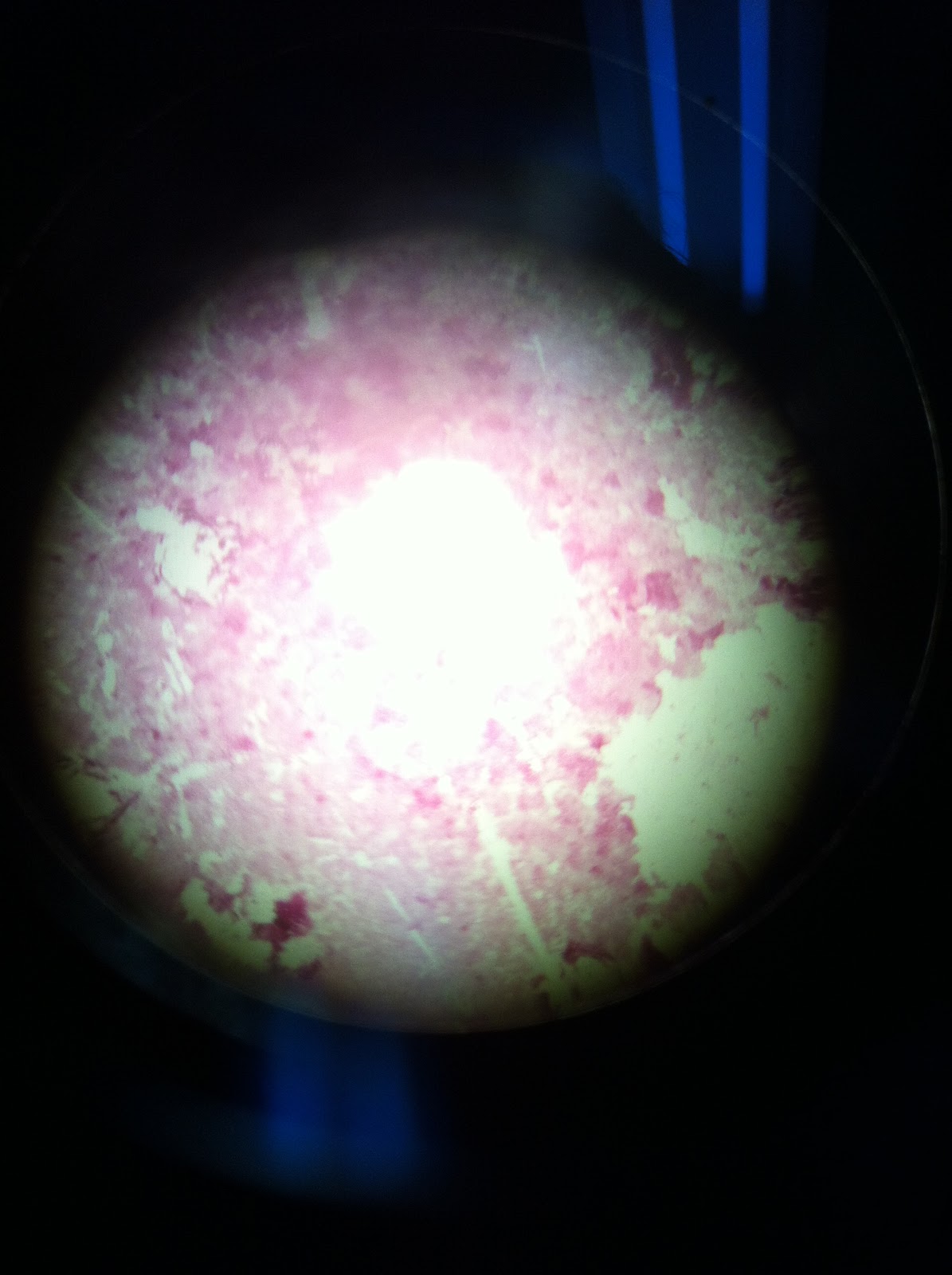 IBG Lab Report: March 2012