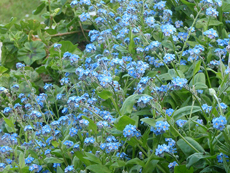 MYOSOTIS, MIOSOTIS O NOMEOLVIDES. Flores silvestres diminutas pero muy ...
