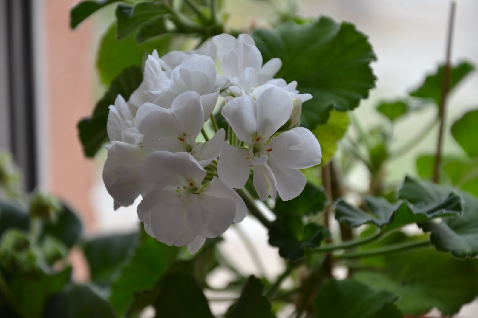 Flori de apartament-ingrijire