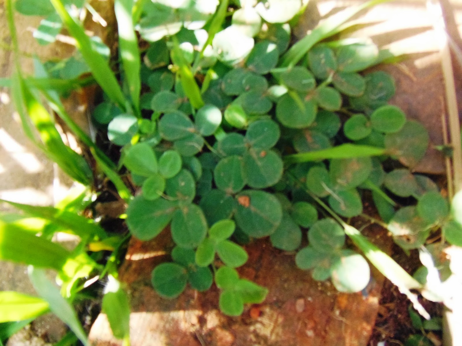 Carrapicho Beiço De Boi - RETOEDU