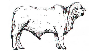 Pemilihan Bibit Ternak Ruminansia ~ Veterinary One