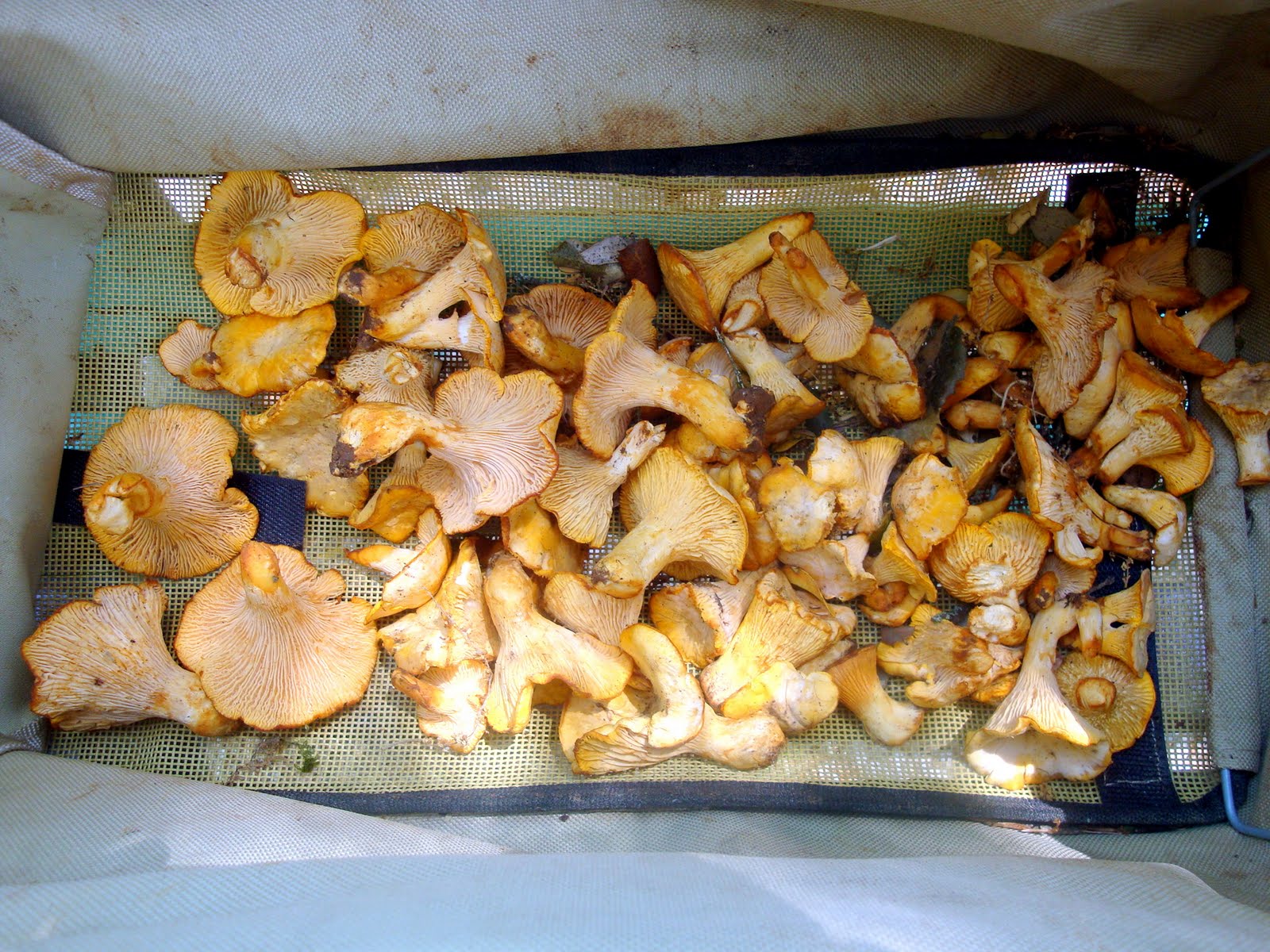 OPINIONES Y HECHOS: EL CANTARELLUS CIBARIUS O REBOZUELO