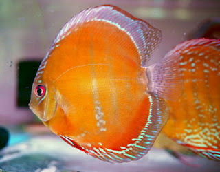 野生七彩神仙基因庫 Vivid wild Discus : wild discus Cuipeua red