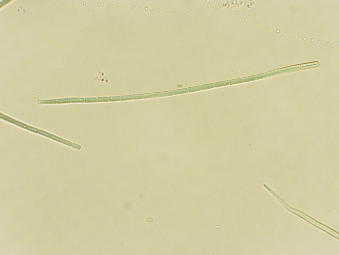 Two Years and Three Months of Cyanobacteria: Chapter VI-Appendix I ...