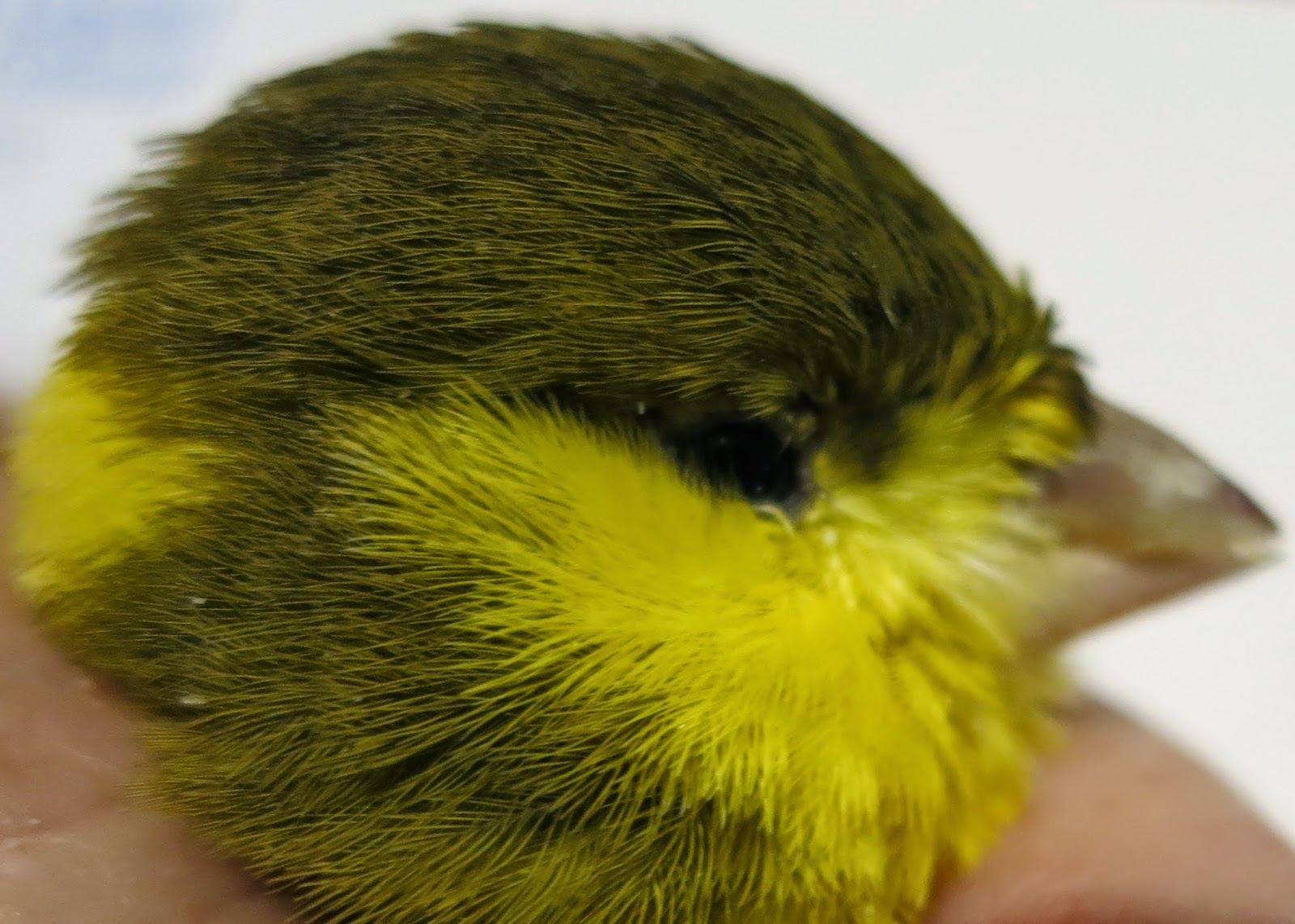 Canary Tales: Unbelievable Overgrown Beak