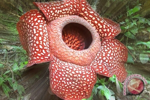 Rafflesia Endangered !! Why ?? | Sharing For You