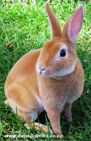 Bukasanabukasini: Mengenal Jenis Ras Kelinci (Inc. Foto)
