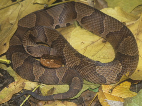 +Lame Epiphanies+: The Northern Copperhead, WV Native, Pit Viper.