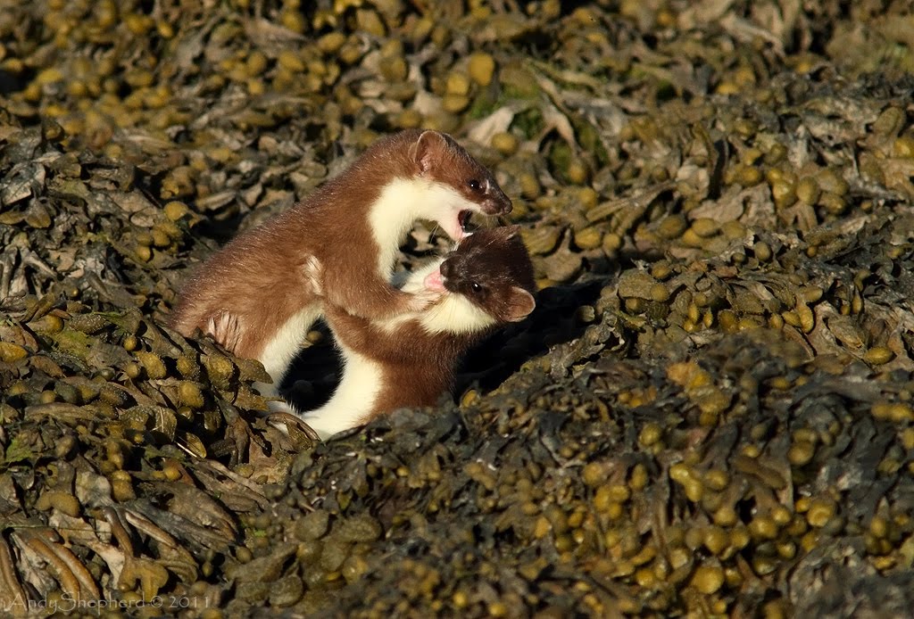 Andy Shepherd Wildlife Photography: Wonderful Stoats
