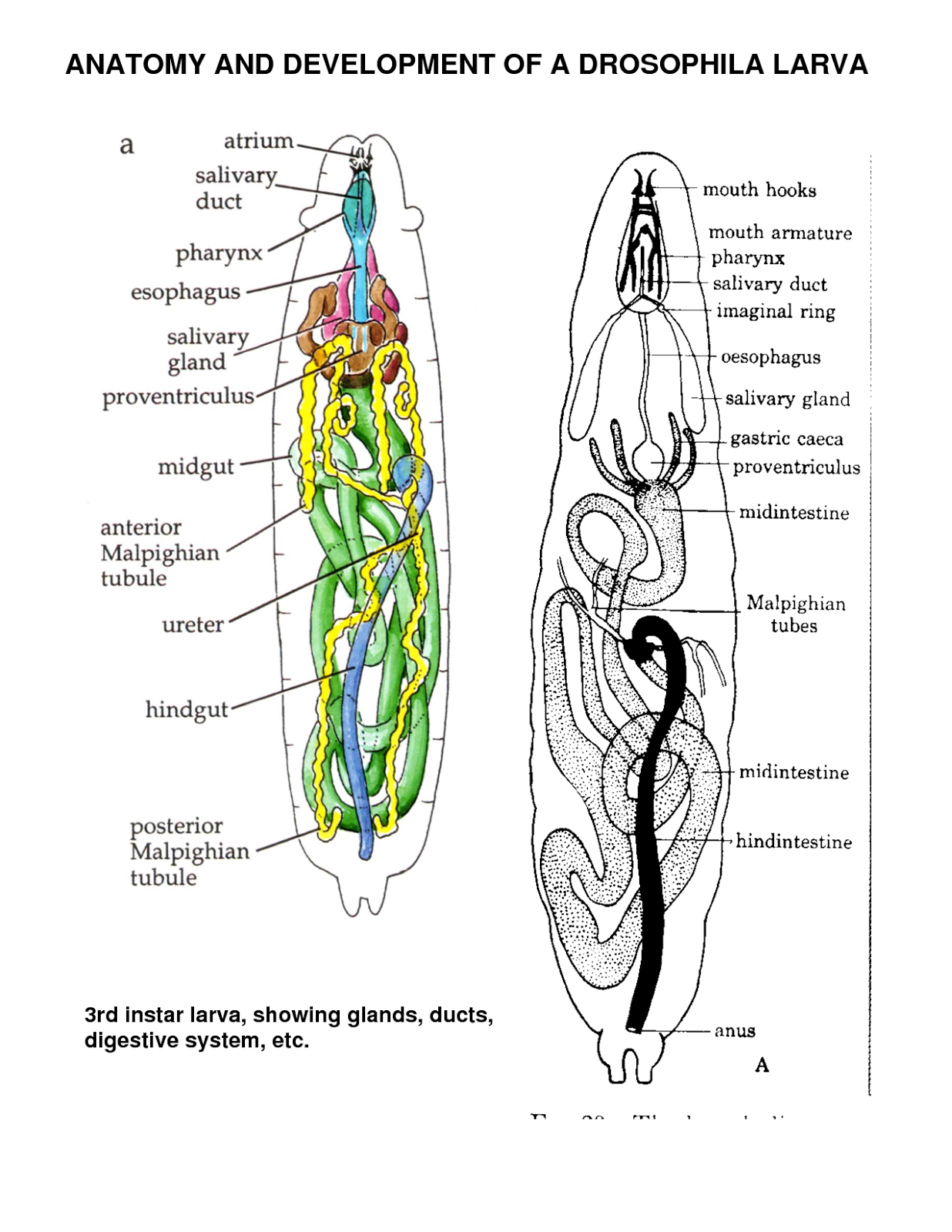 Larva therapy: see what’s under the hood – SURREY&LONDON Veins ...