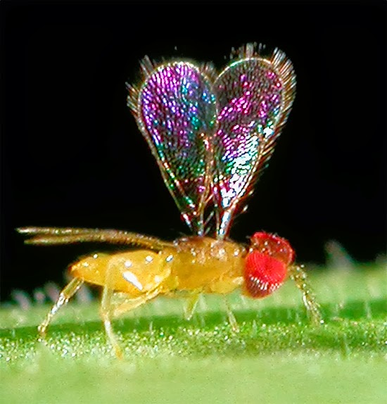 Variety of Life: Chrysonotomyia