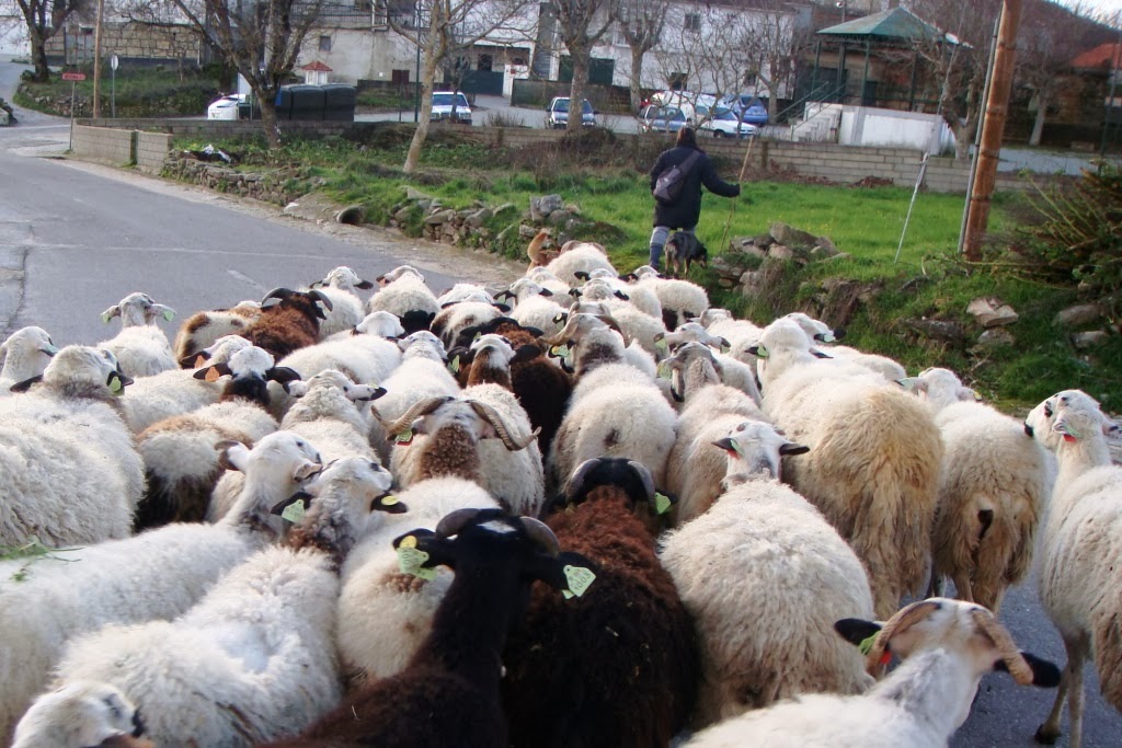 TRAVANCAS DA RAIA: Maria, Pastora de Argemil