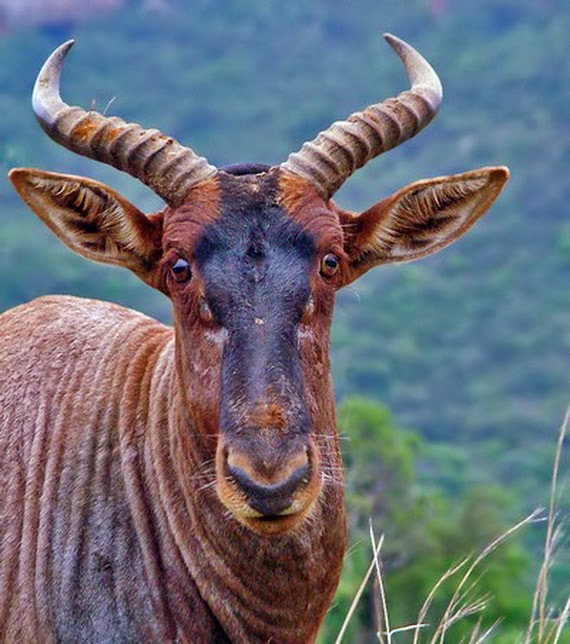 Patrimonio de la Humanidad: Reserva de fauna de Dja, Camerún 1987