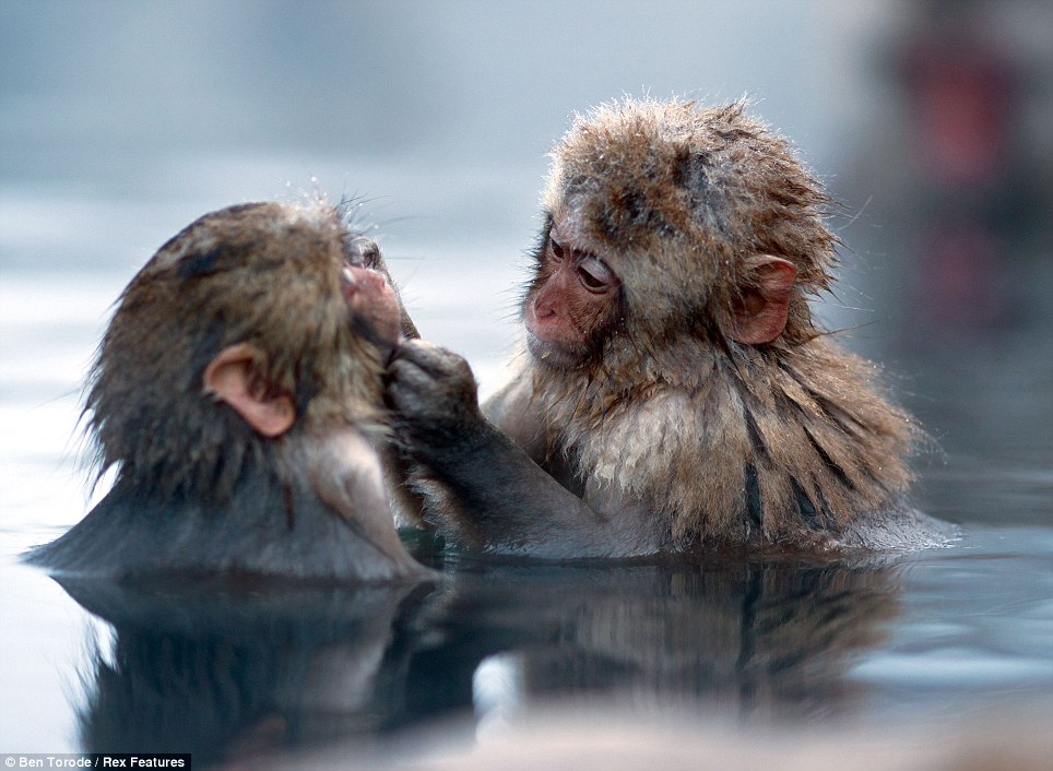 It's brass monkeys: The moment Japanese snow monkey sighs with relief ...
