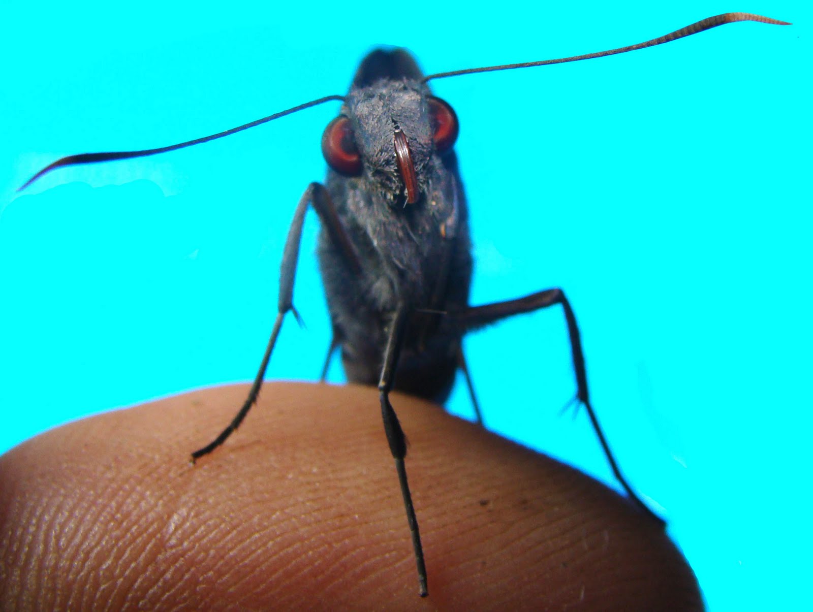 Insects of Kerala: Giant Red Eye Butterfly (Gangara thyrsis thyrsis)