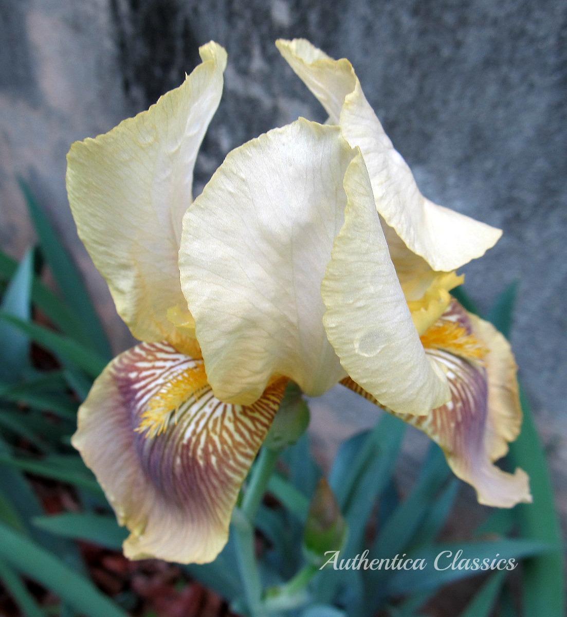 Authentica Classics: Happy Easter ~ Iris Beauty!