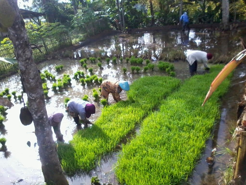 BP3K Sukahening : Pengelolaan Tanaman terpadu (PTT) Padi Sawah