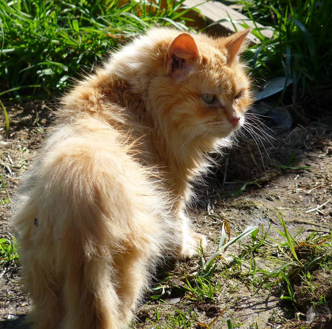 Scruffy Orange Cat in Thought