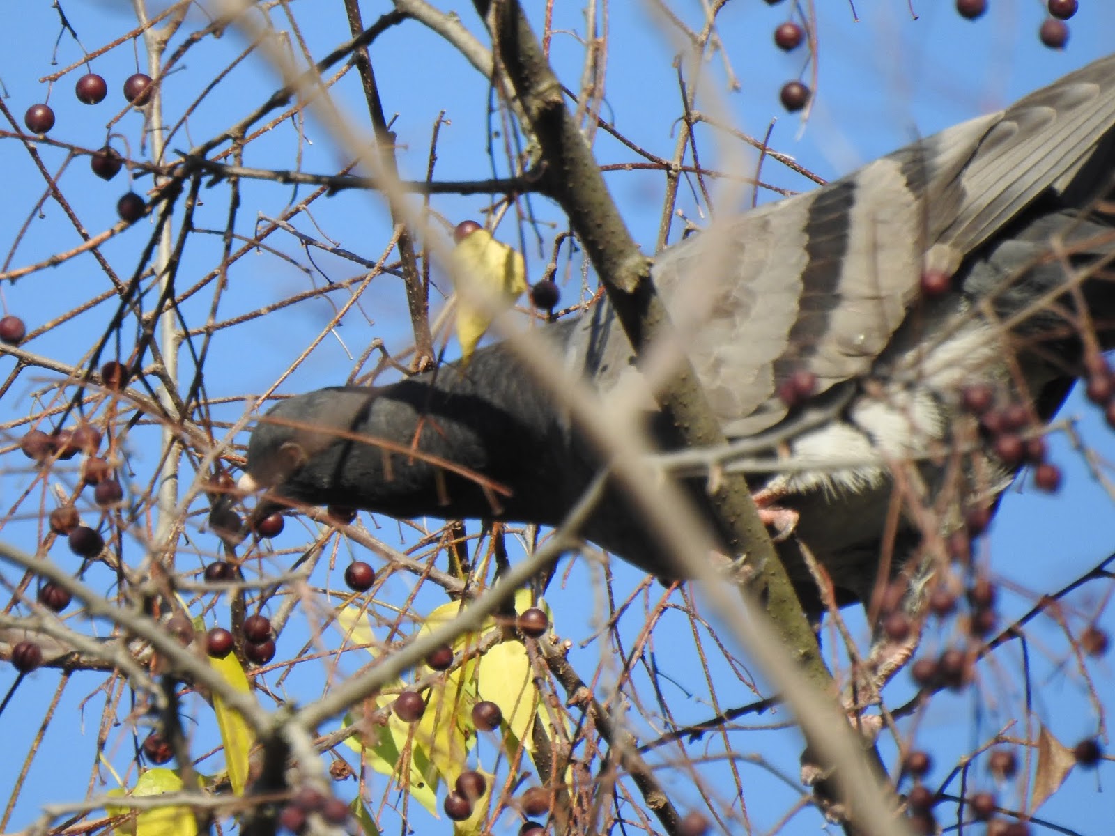 PASARI DIN ROMANIA: PORUMBEL DE STANCA si PORUMBEL DE CASA SALBATICIT ...