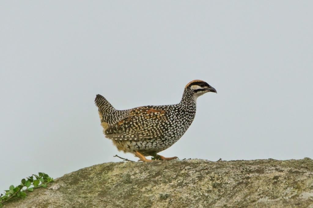 Chim đa đa - Sinh Vật Cảnh Việt Nam