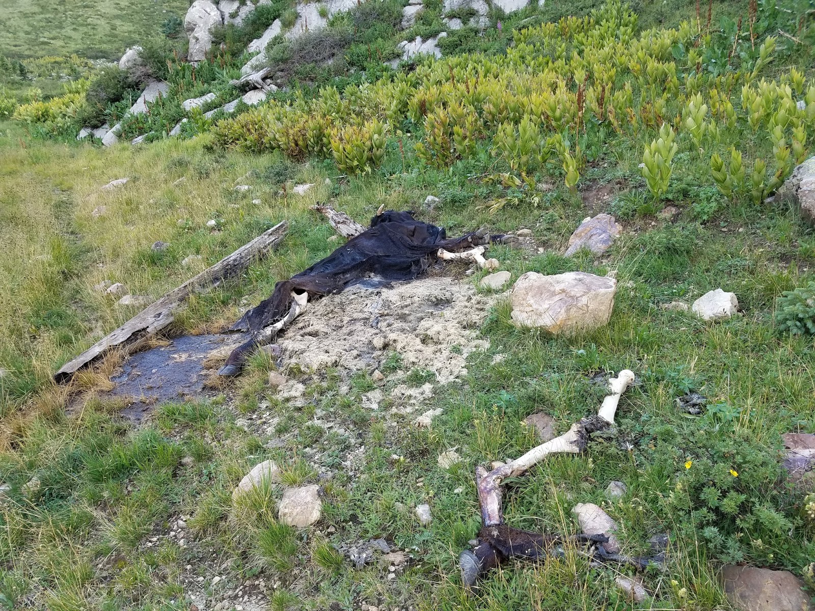 One Man's Odyssey: Pecos Baldy Lake and Truchas Attempt - Trip Report