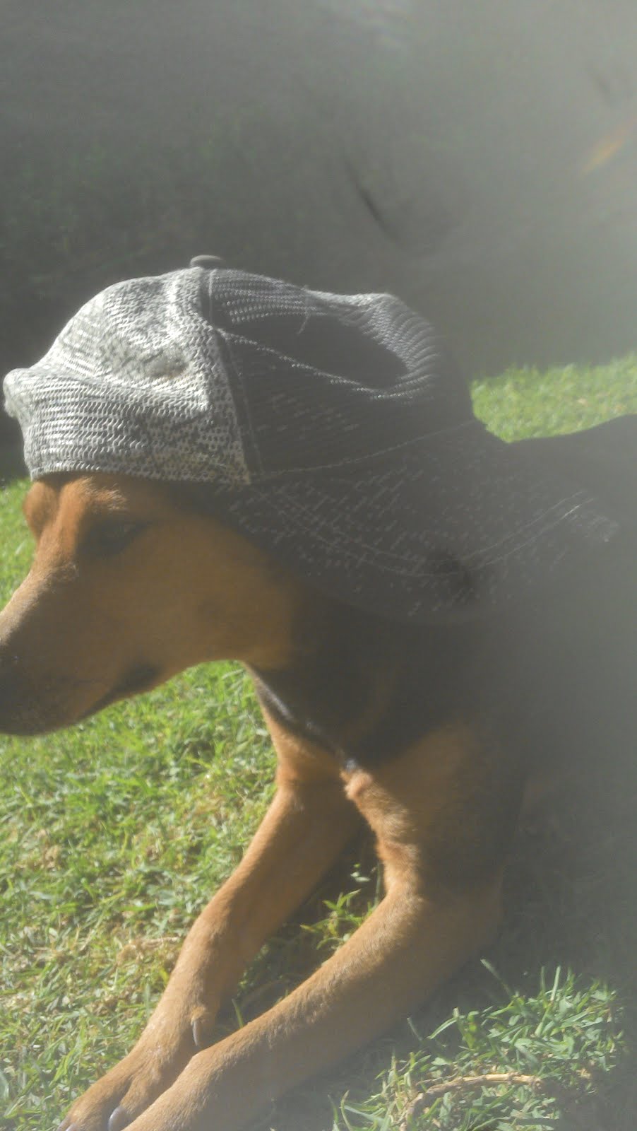 Perros Domesticos: 10 razas mas comunes