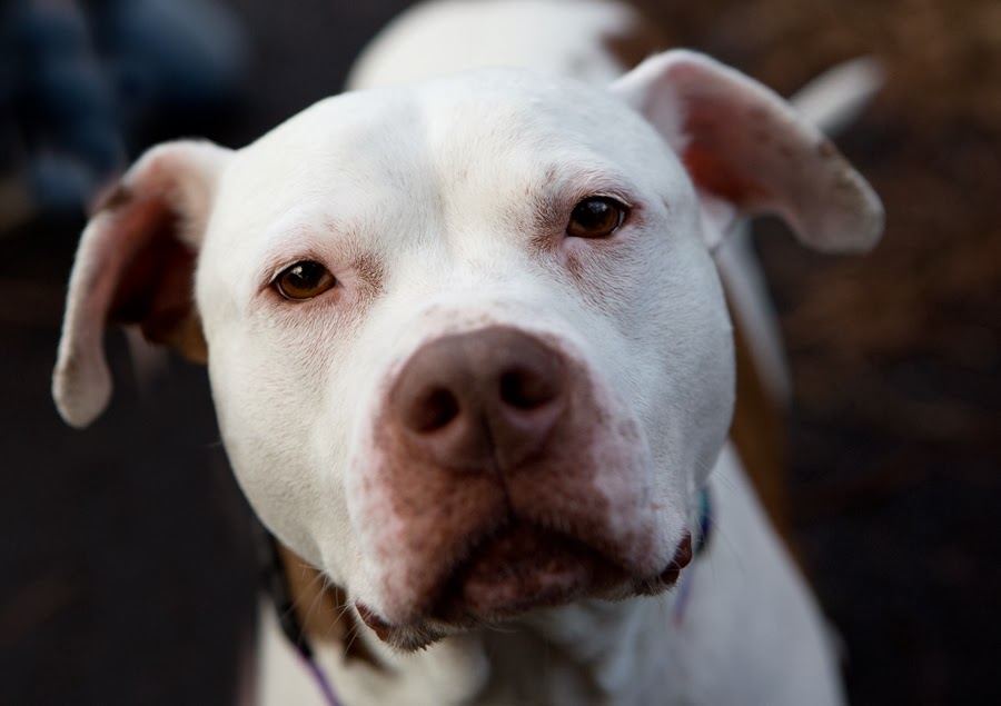 Shelter Dogs of Portland: "LOLA" UPDATE! gentle sweet Pitbull