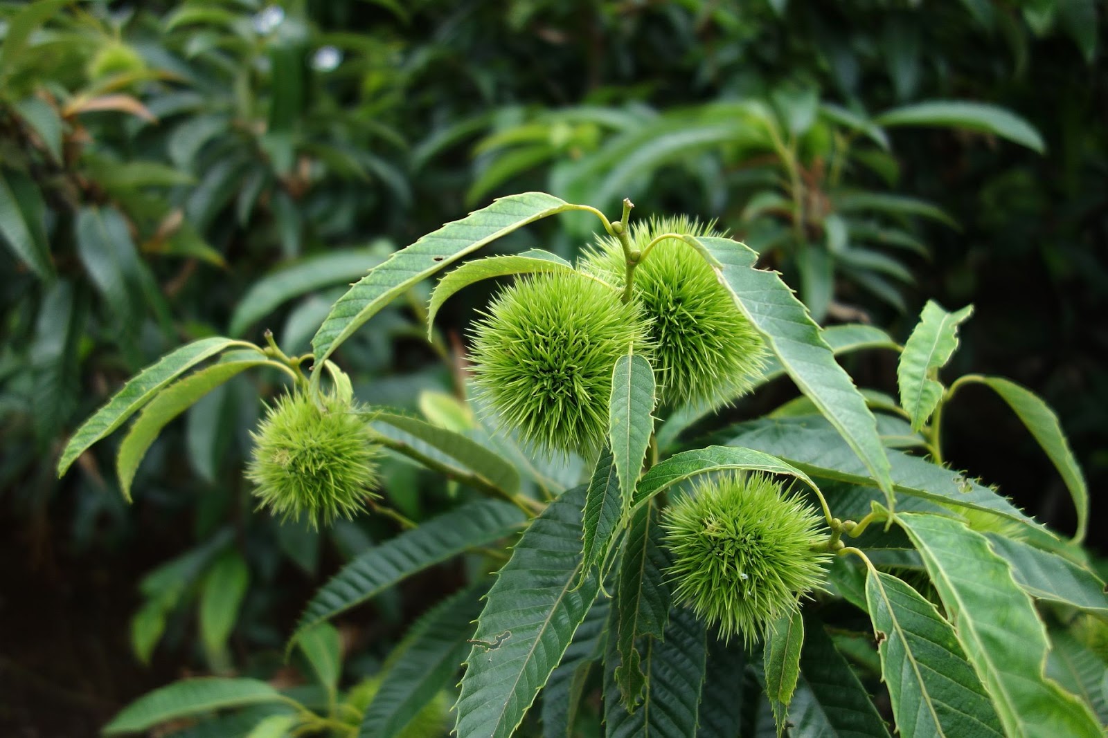 Flower Gallery: Japanese Chestnut クリ（日本栗 Castanea crenata）