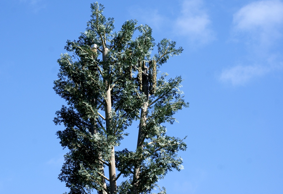 A photo, A thought............: Observation: Stealth cellphone towers