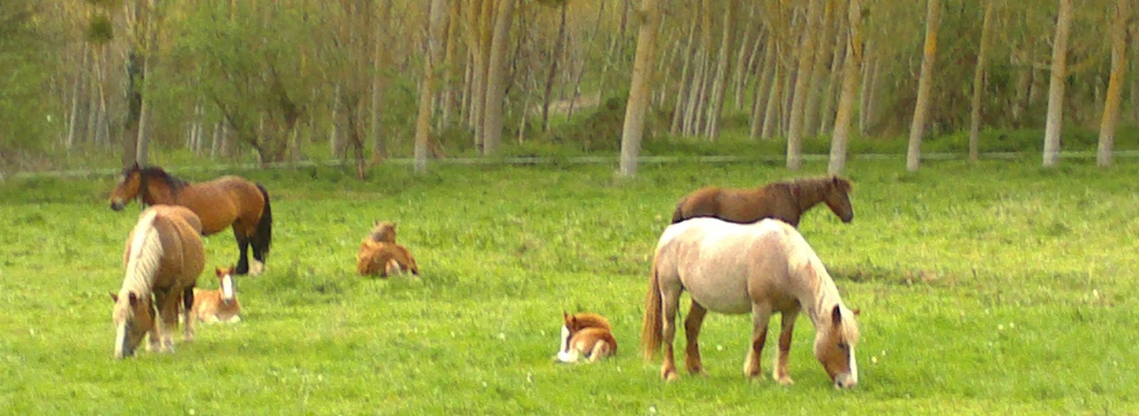 LOS ANIMALES DEL VALLE.
