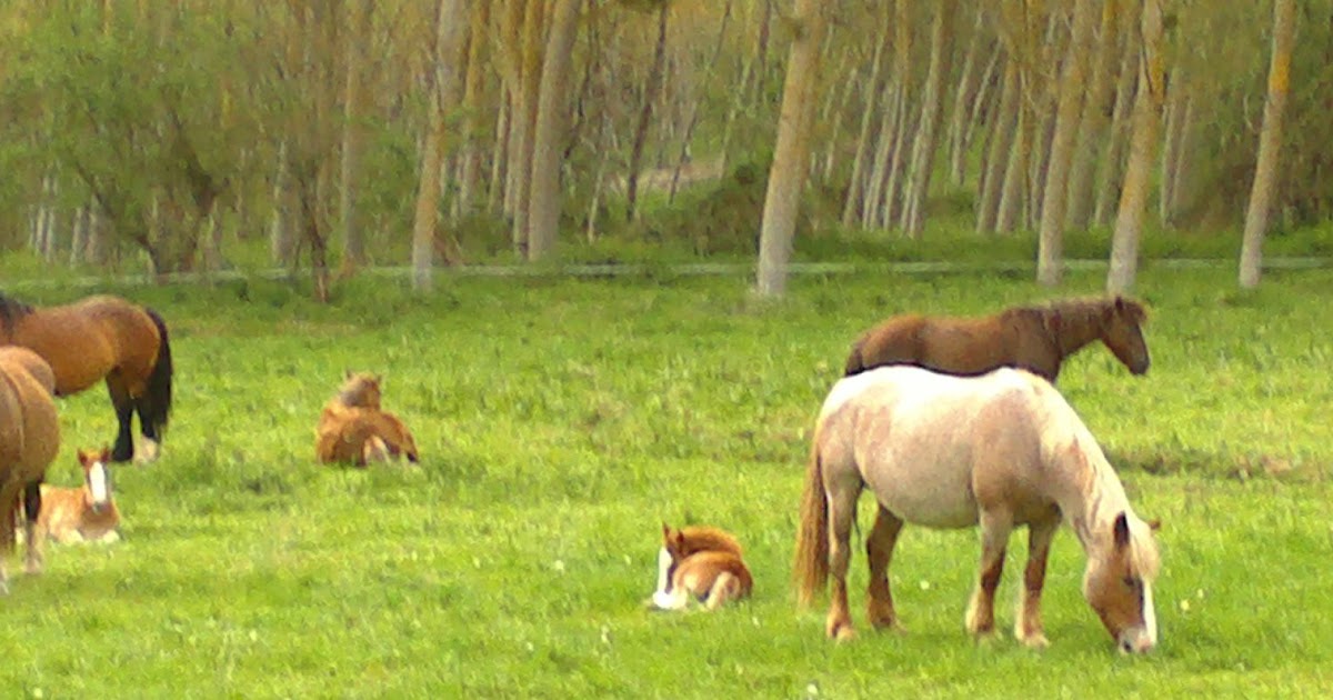 LOS ANIMALES DEL VALLE.