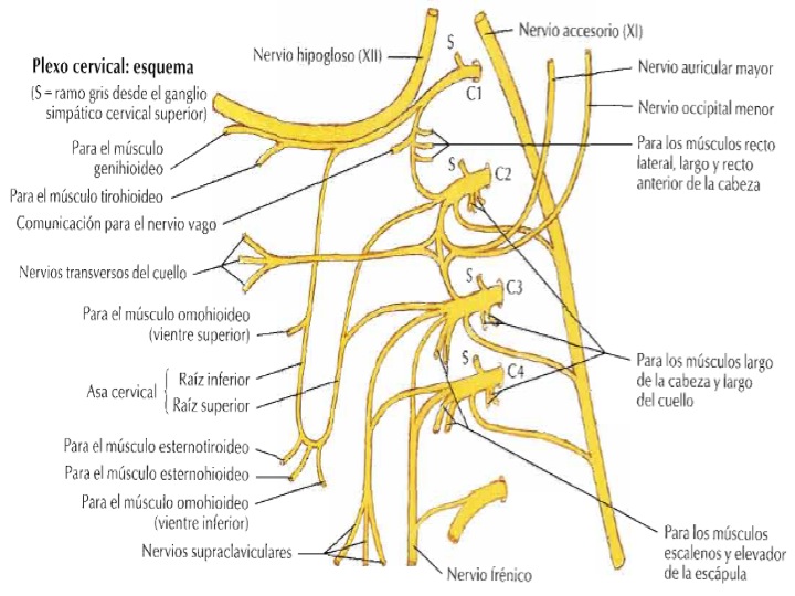 FCM-UNAH Anatomía Macroscópica: Plexo Cervical