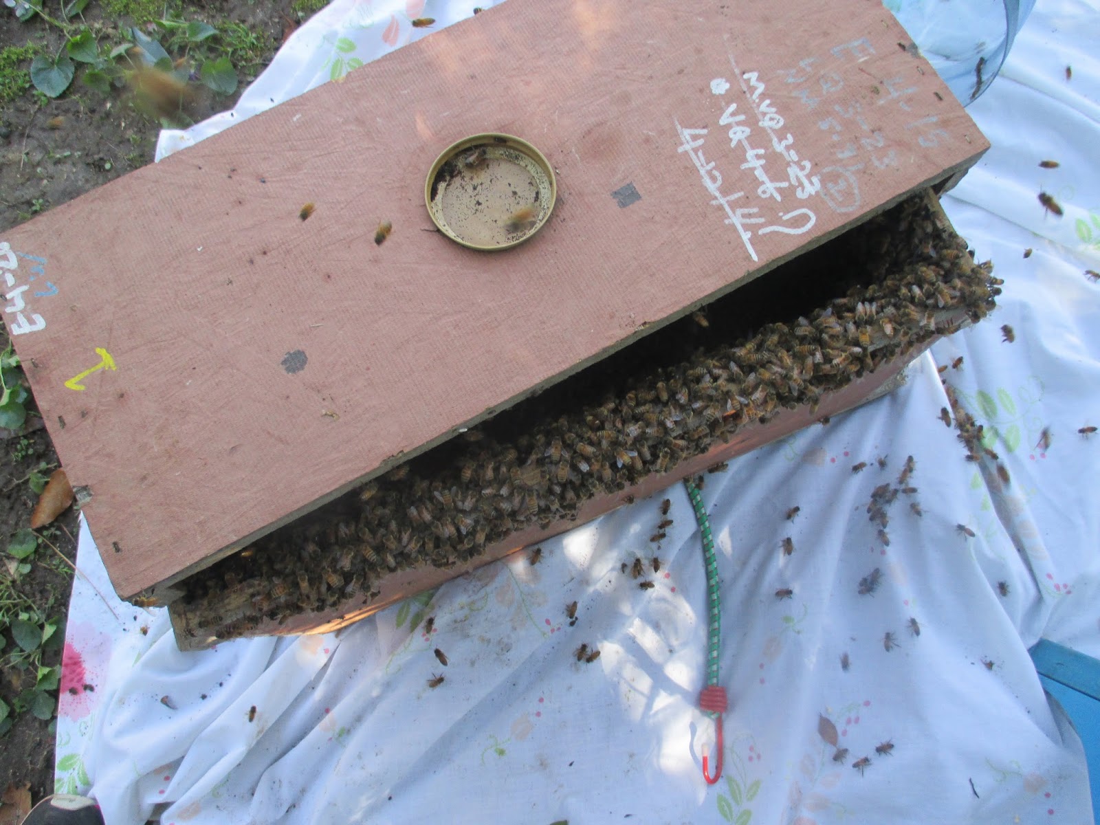Linda's Bees: Swarm at Tom's - Two Cat Size