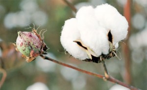 EXPORTA TEXTIL PERÚ: ALGODON 100% PERUANO