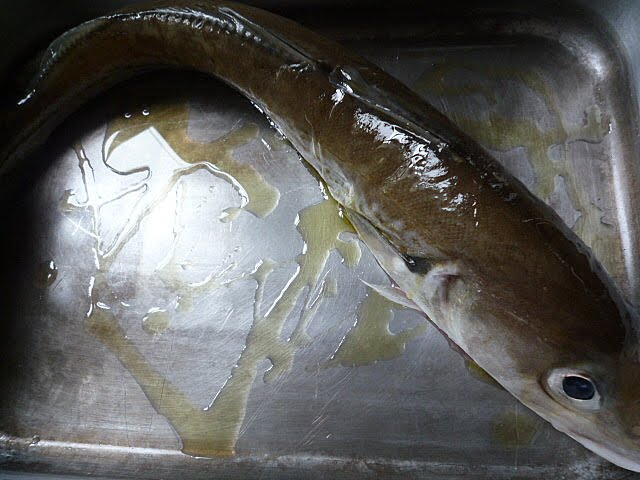 Bolli's Kitchen: Merlan au four - Wittling aus dem Ofen