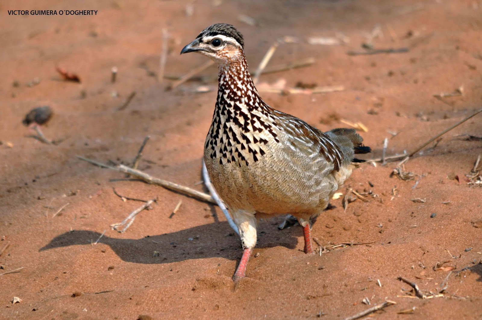 Mis imágenes de aves: DE NUEVO EL FRANCOLIN CAPIROTADO