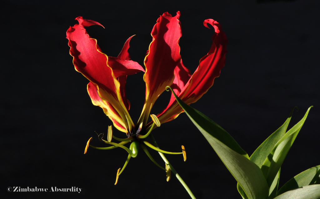 Africa to Algarve: F is for Flame Lily