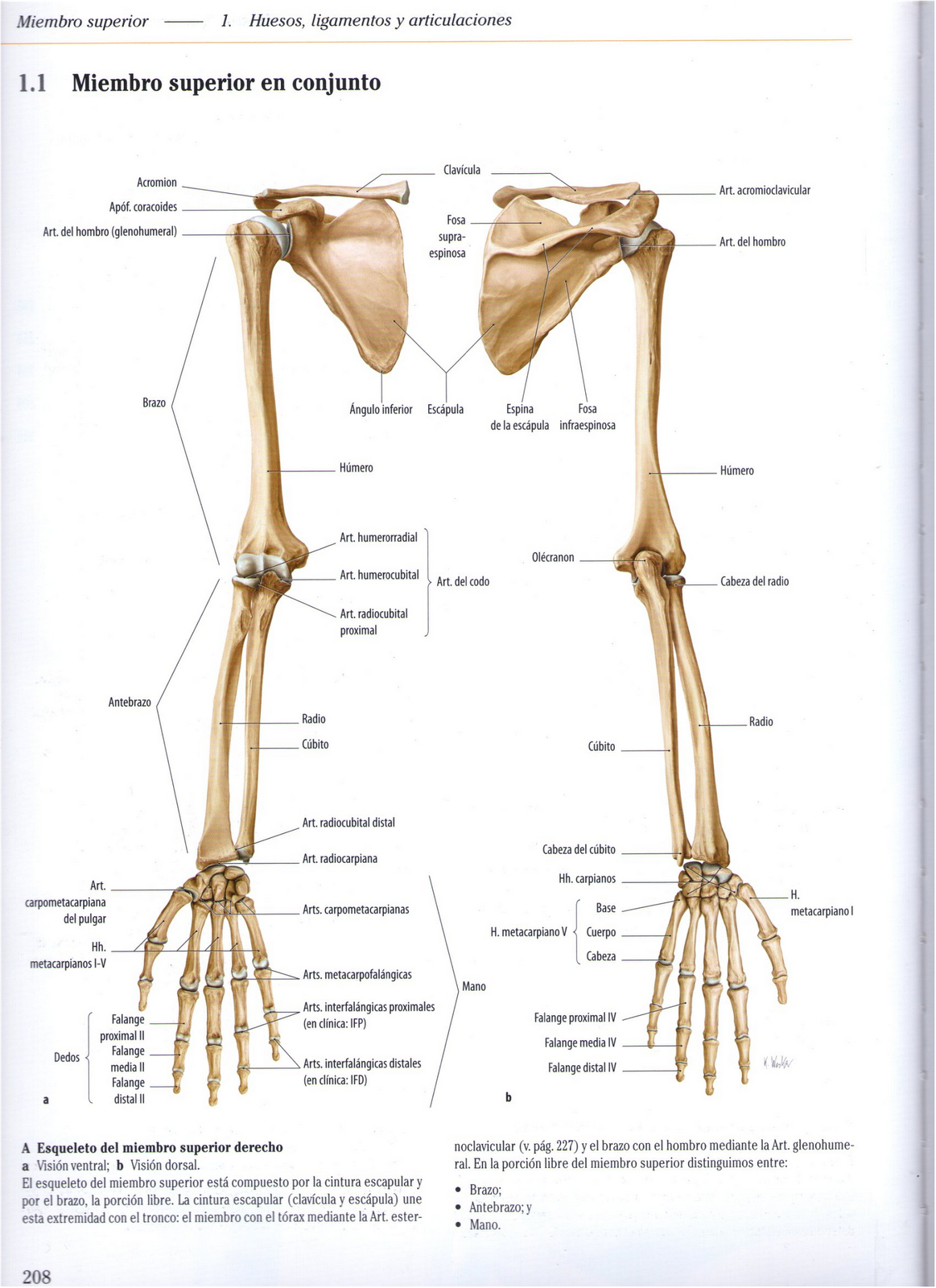 región-grupo-plano: Miembro superior.