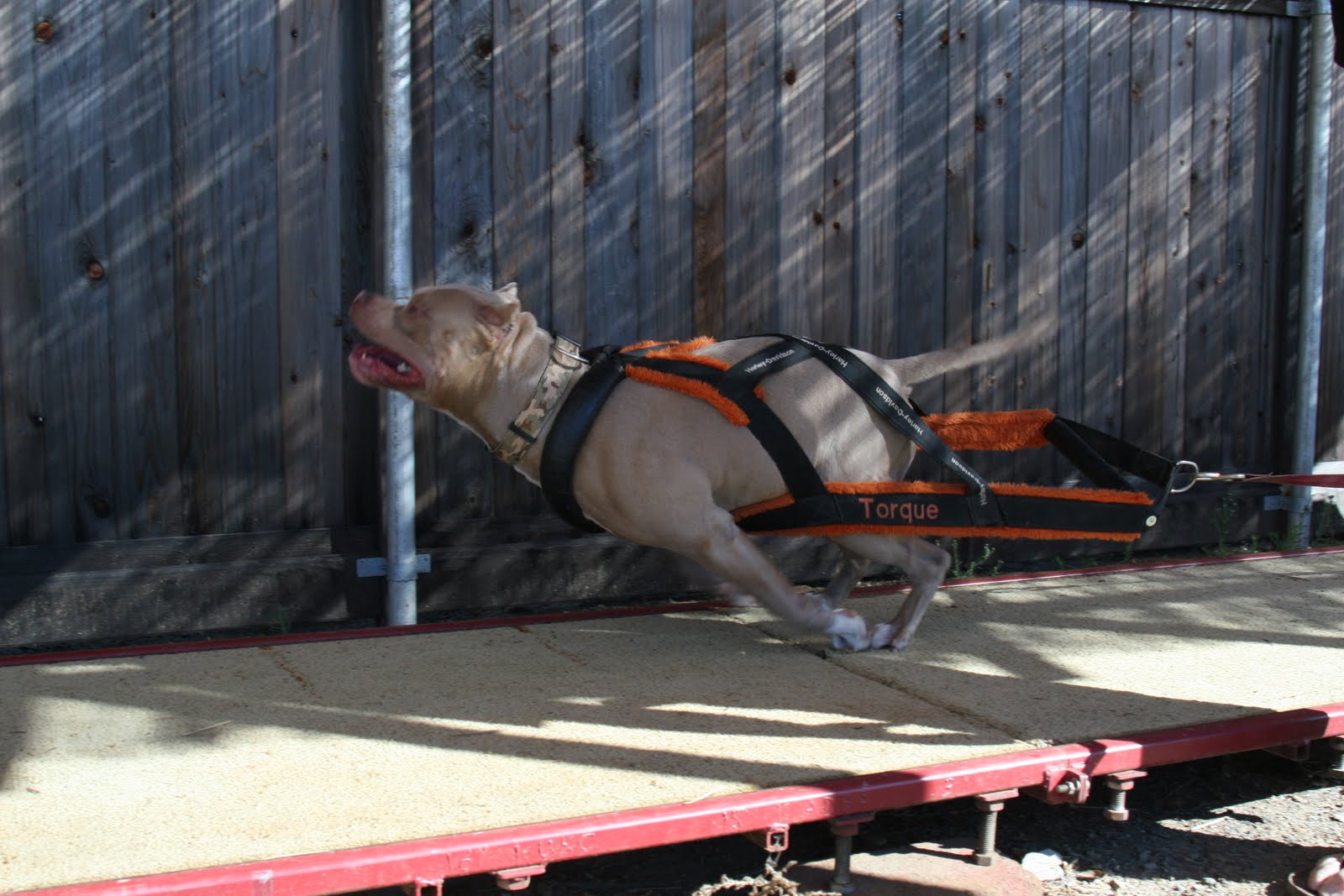 Blue Fawn Kennels | Home of the Weight Pulling Blue Fawn Dogs: Weight ...