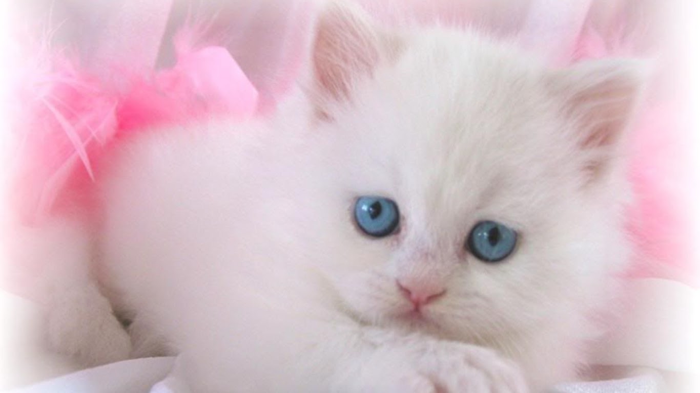 awiasih: 10 Gambar Wallpaper Kucing manis dan imut, cute and sweet cat [1]