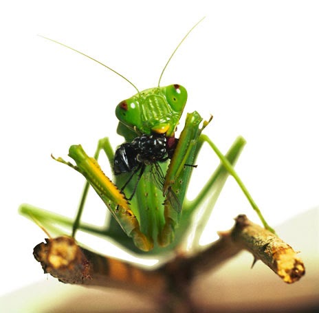 artrópodos clase insecta